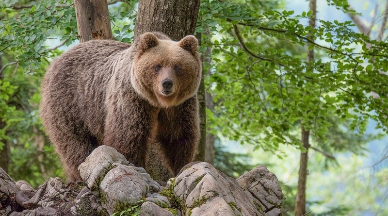 La fauna del Parco delle Prealpi Giulie in mostra a Prato di Resia ...