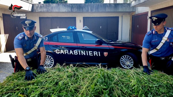 VIDEO - Scoperte oltre 1700 piante di marijuana in mezzo ai campi di ... VIDEO - Scoperte oltre 1700 piante di marijuana in mezzo ai campi di ...